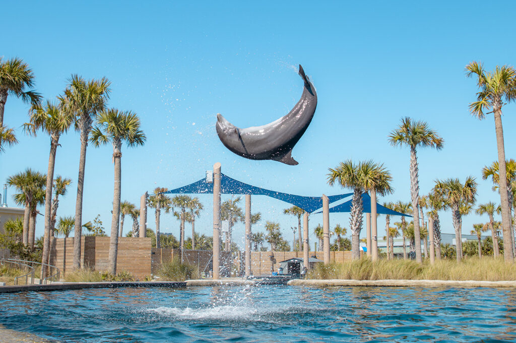 Gulfarium Marine Adventure Park unveils $30 million Dolphin Oasis in ...
