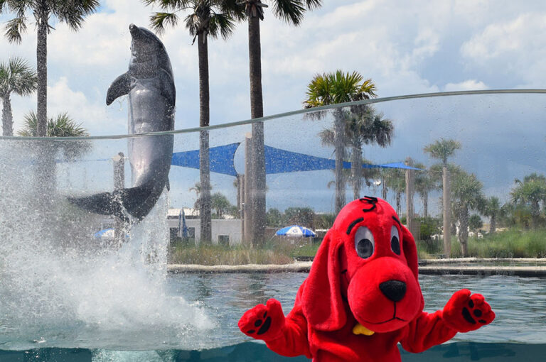 Gulfarium's Romeo named oldest manatee ever by Guinness World Records ...