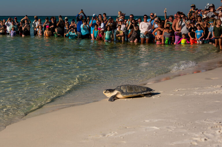 Gulfarium's Romeo named oldest manatee ever by Guinness World Records ...