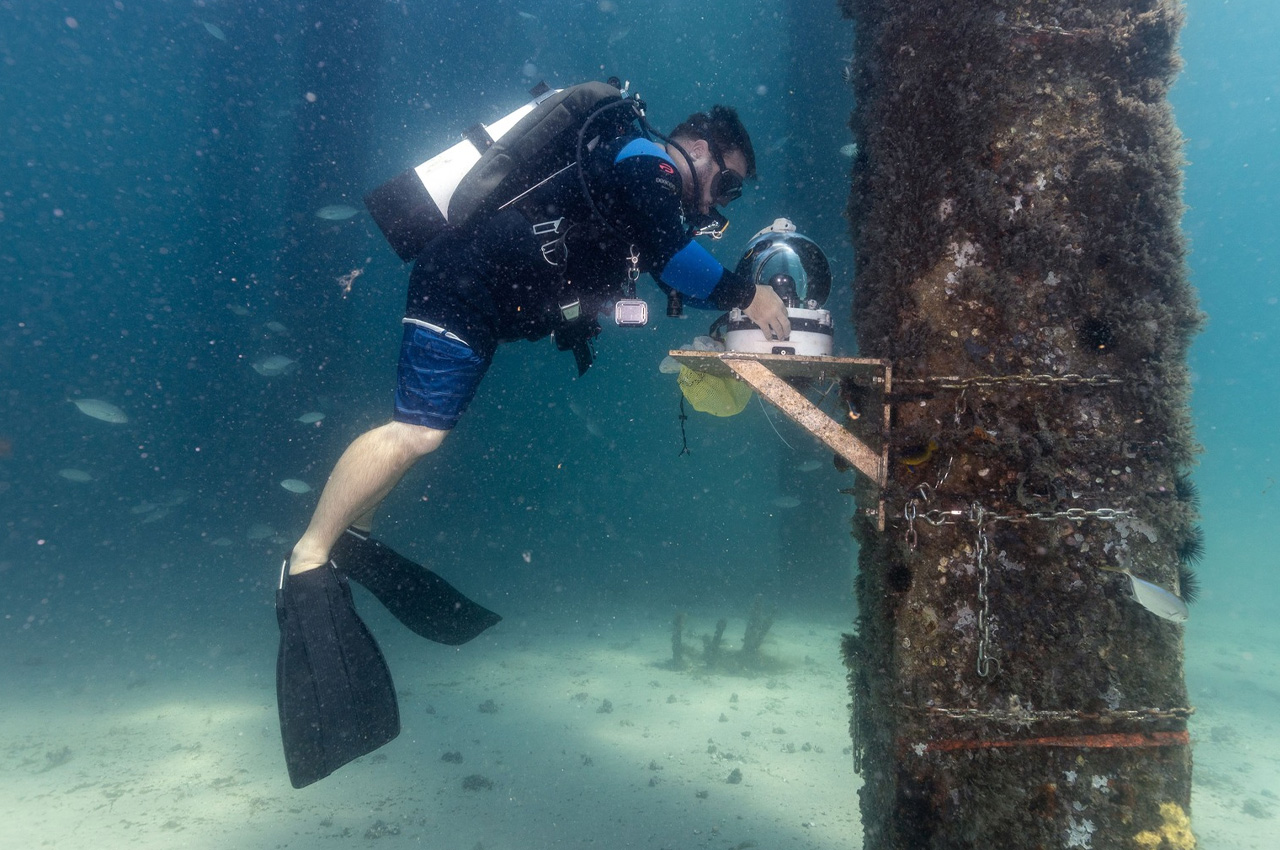 Okaloosa Island Pier underwater camera draws nearly 2 million viewers ...